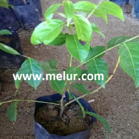 Jenerih - Melur's Garden