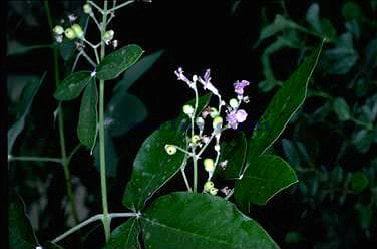 Lemuni - Melur's Garden
