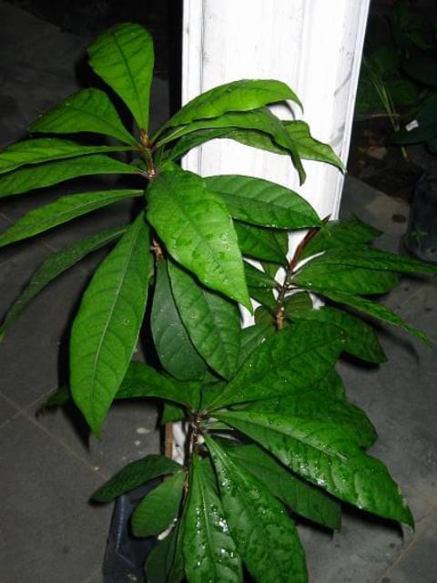 Putat - Melur's Garden